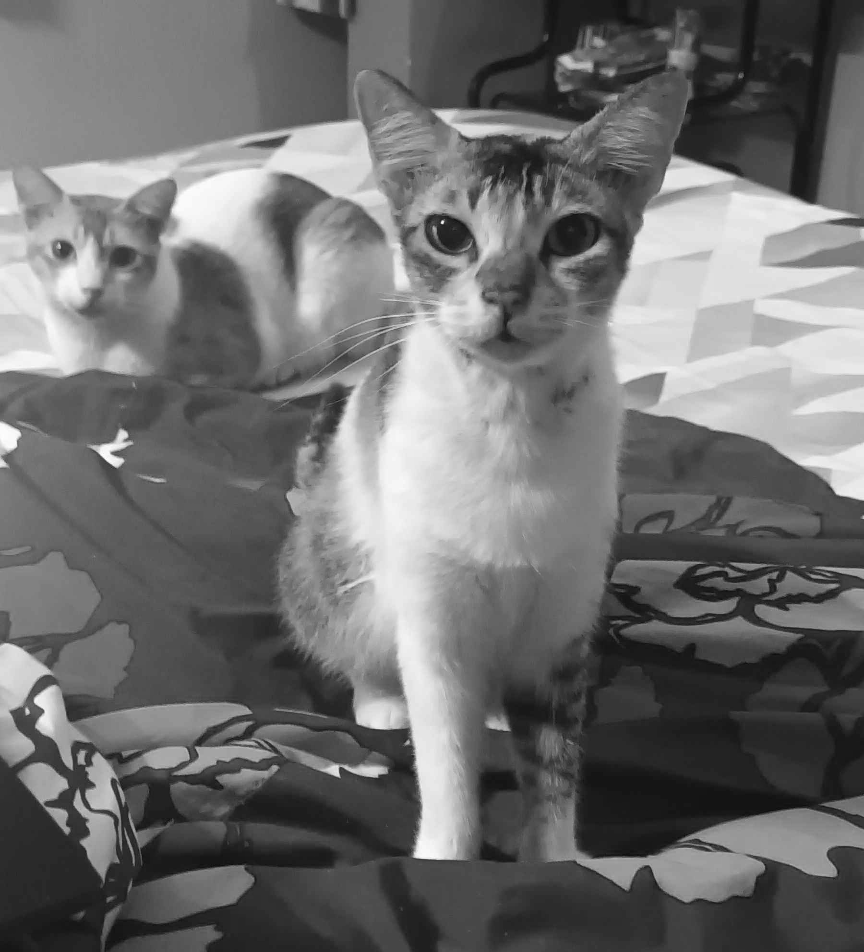 Meet the Cats